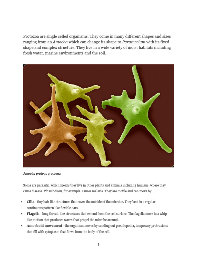 MCB211 Structure, General Characteristics and Reproduction of Protozoa ...