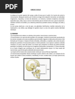 1 Region Superciliar | PDF | Cráneo | Anatomía humana