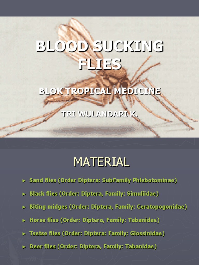 Blood Sucking Flies1 | Fly | Insects