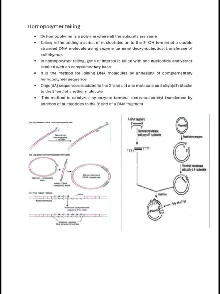 Homopolymer Tailing | PDF