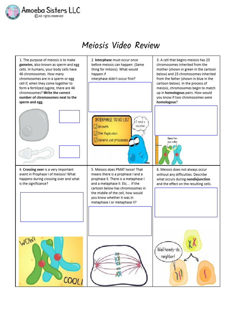 8 Meiosis Amoeba Sisters Review | PDF