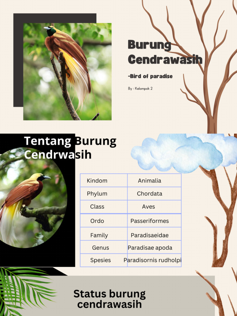 Burung Cendrawasih | PDF