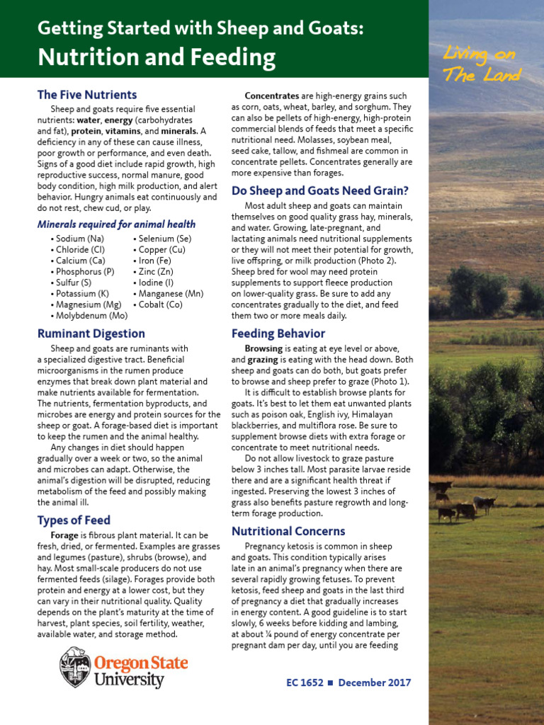 Getting Started With Sheep and Goats - Nutrition and Feeding | PDF