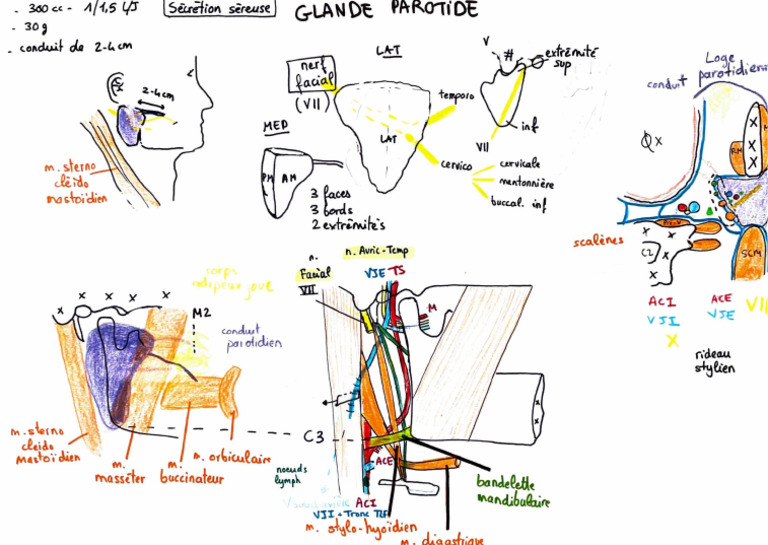 Glande Parotide | PDF