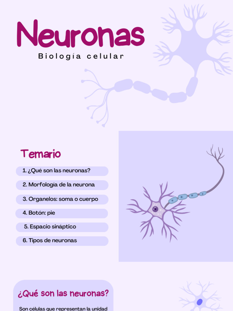Neuronas PDF | PDF