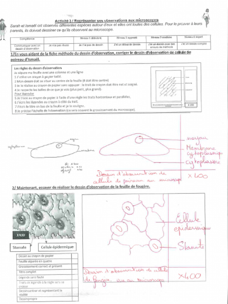 6c3 Activité 3 Correction | PDF