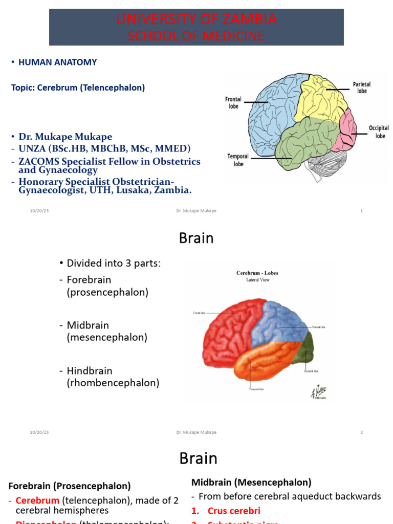 Cerebrum | PDF