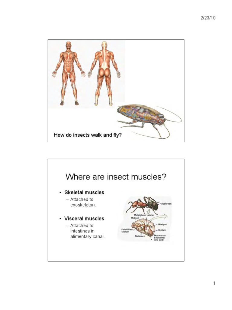 Insect Musculoskeletal System | PDF | Insects | Muscle