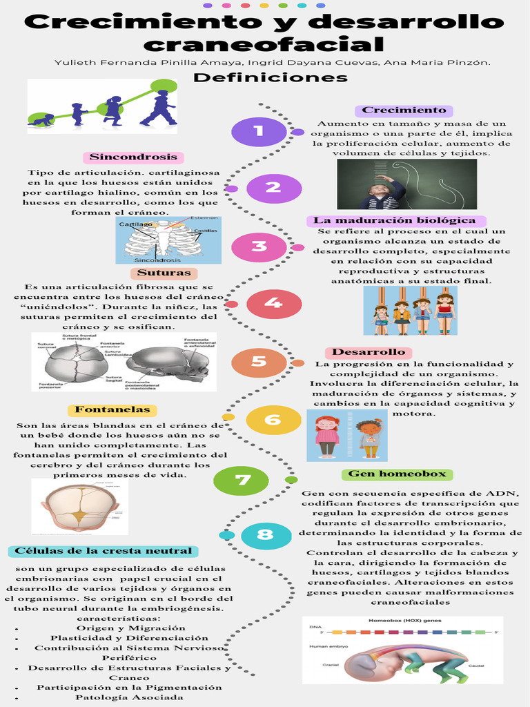 Infografía Crecimiento y Desarrollo Craneofacial | PDF