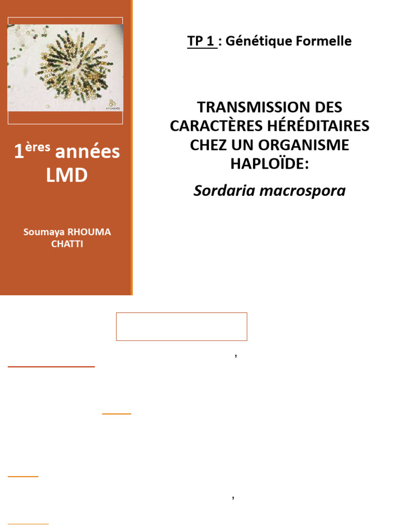 TP1 Génétique Formelle | PDF