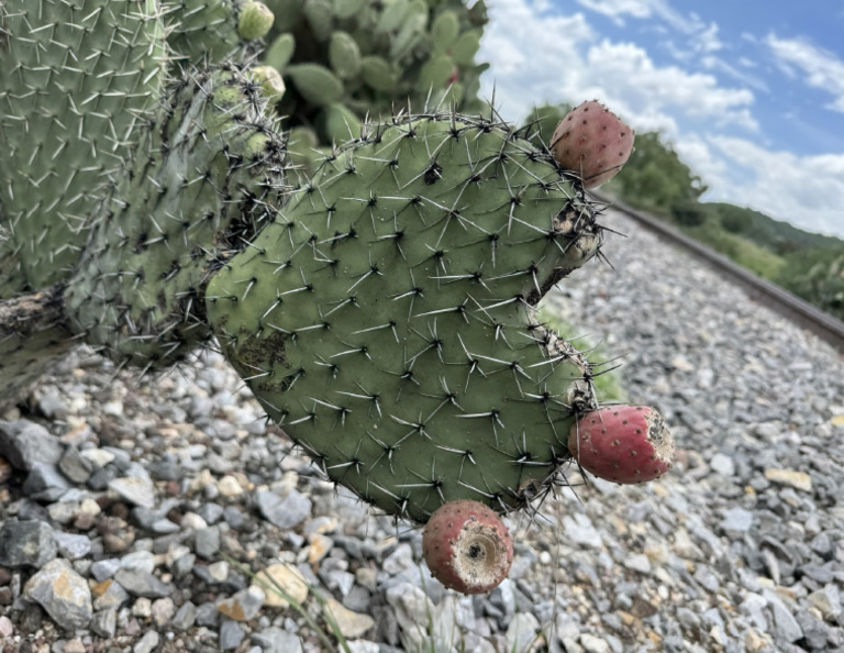 Fotografía Nopal Corazon | PDF