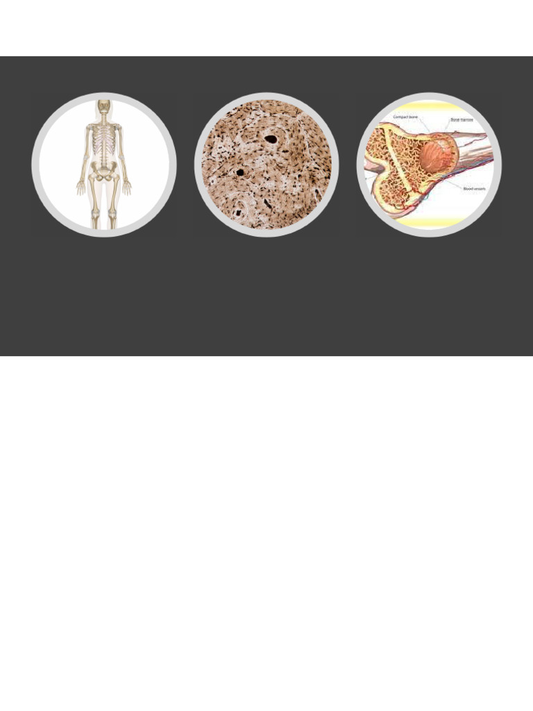 Module 6 Skeletal System | PDF