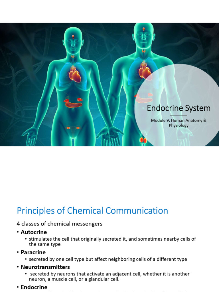 Module 9 Endocrine System | PDF | Hormone | Endocrine System