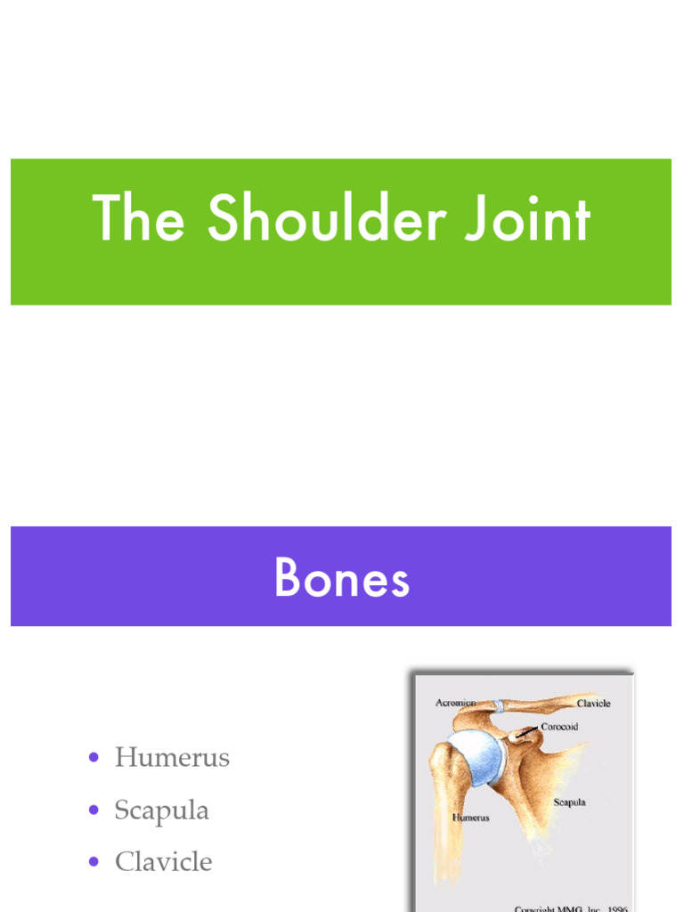Shoulder Bones | PDF