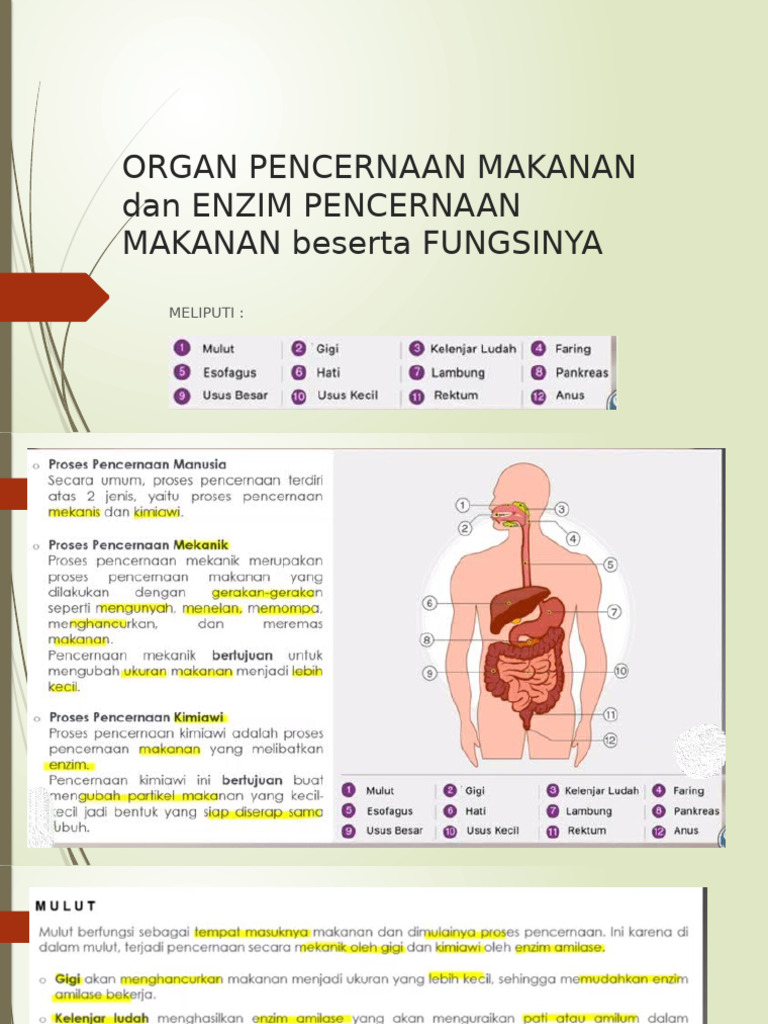 Organ Pencernaan Makanan Dan Enzim Pencernaan Makanan Beserta Fungsinya ...