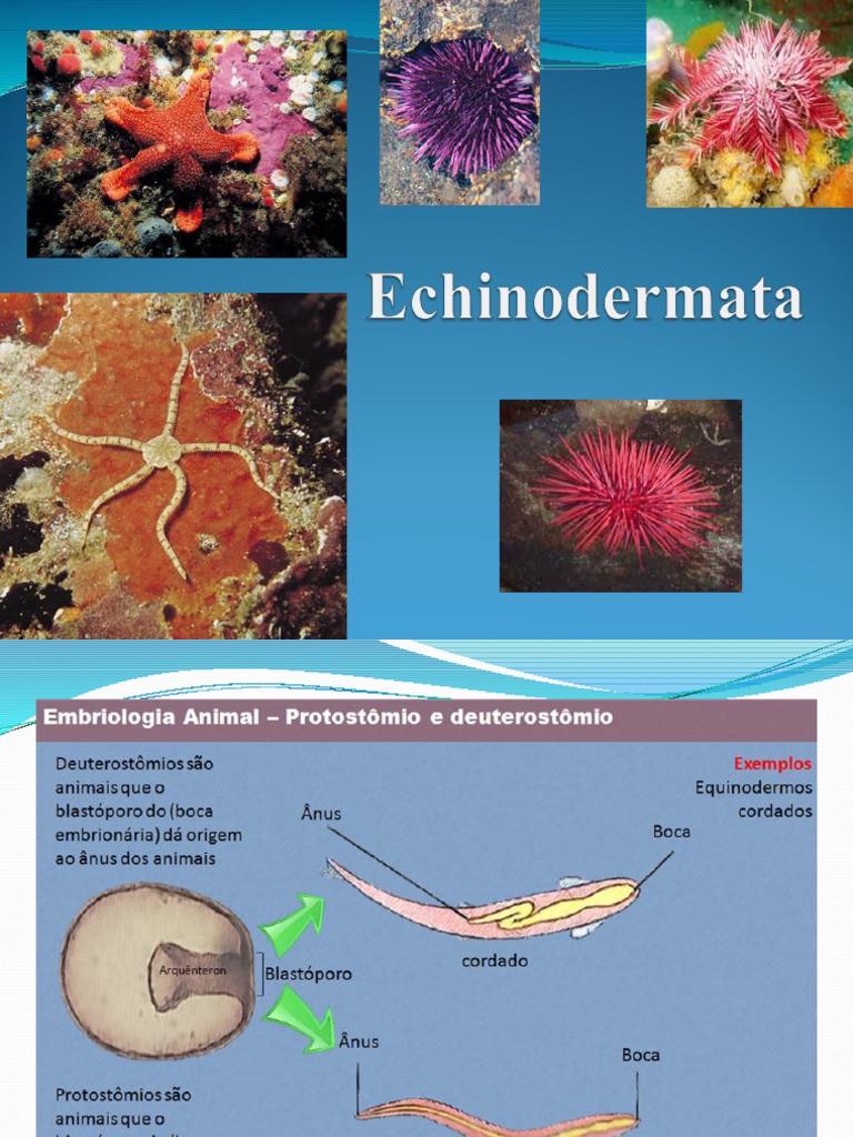 Echinodermata BNCC | PDF