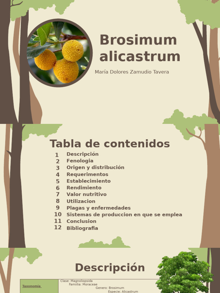 Brosimum Alicastrum | PDF