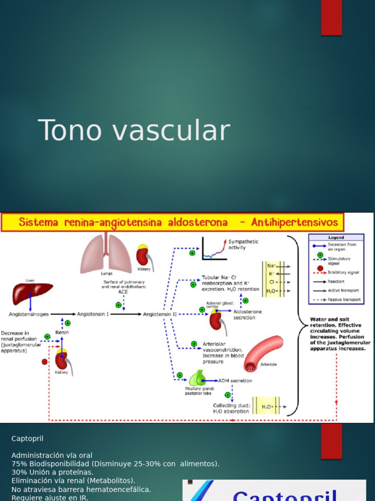 Tono Vascular | PDF