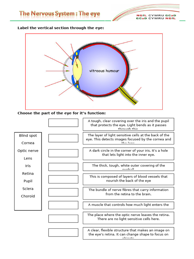 Eye Labelling Exercise | PDF