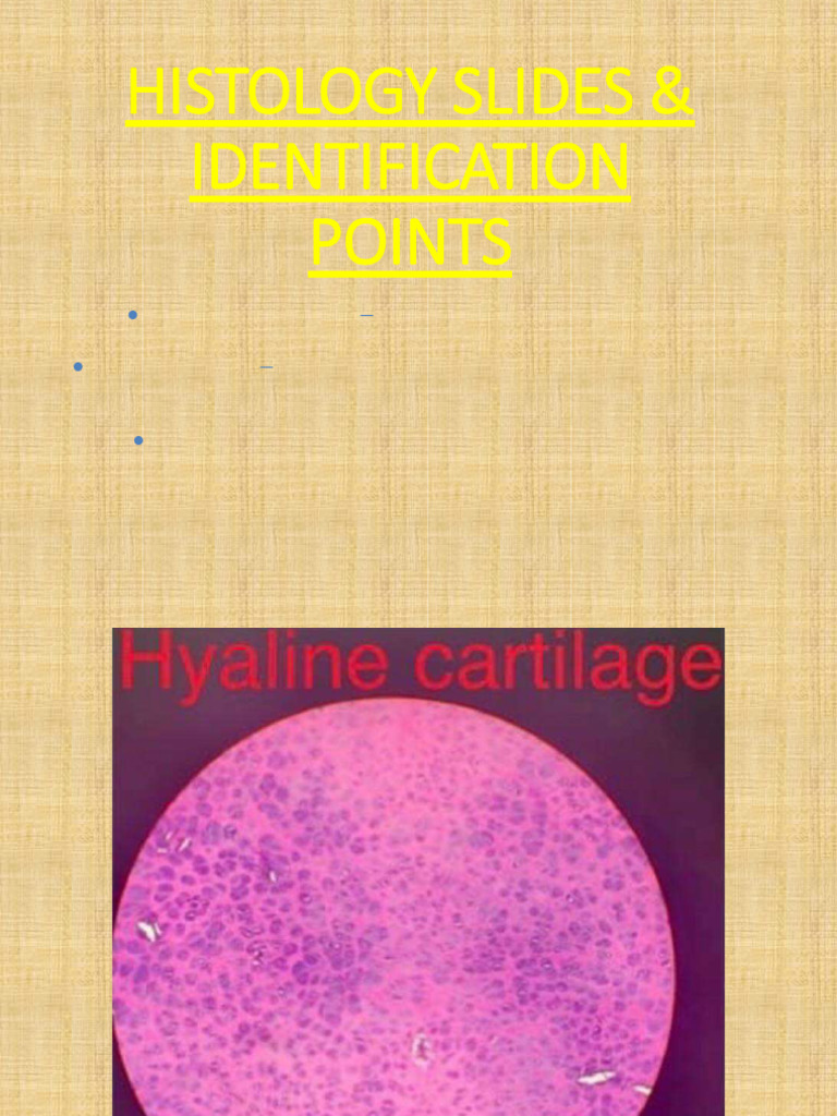 Histology Slides & IDENTIFICATION POINTS - Compressed | PDF ...