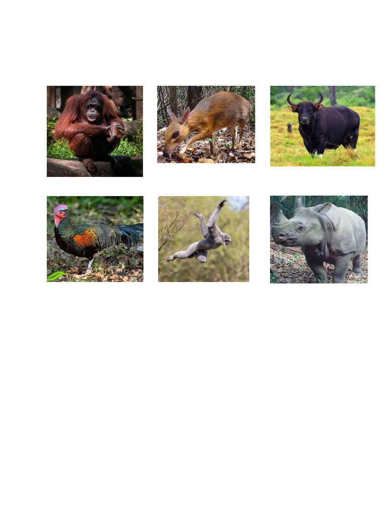 Gambar Hewan 2 | PDF