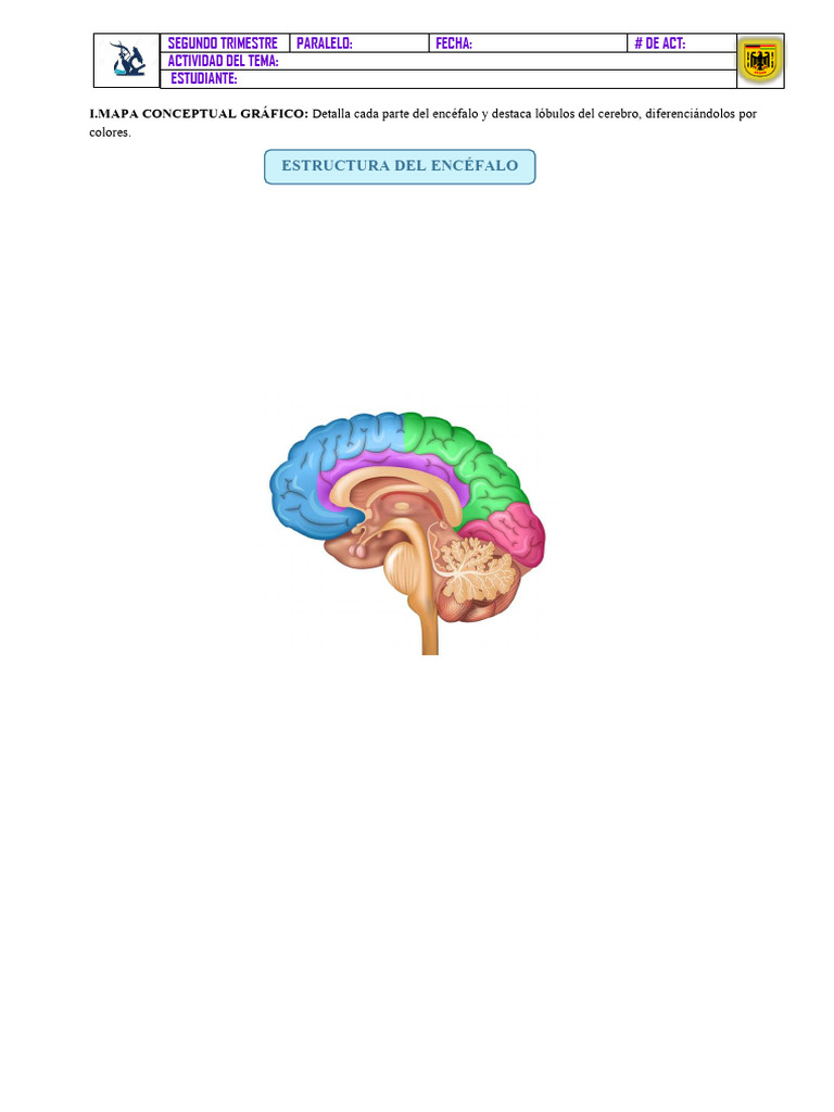 Act-Sistema Nerviosoiii | PDF