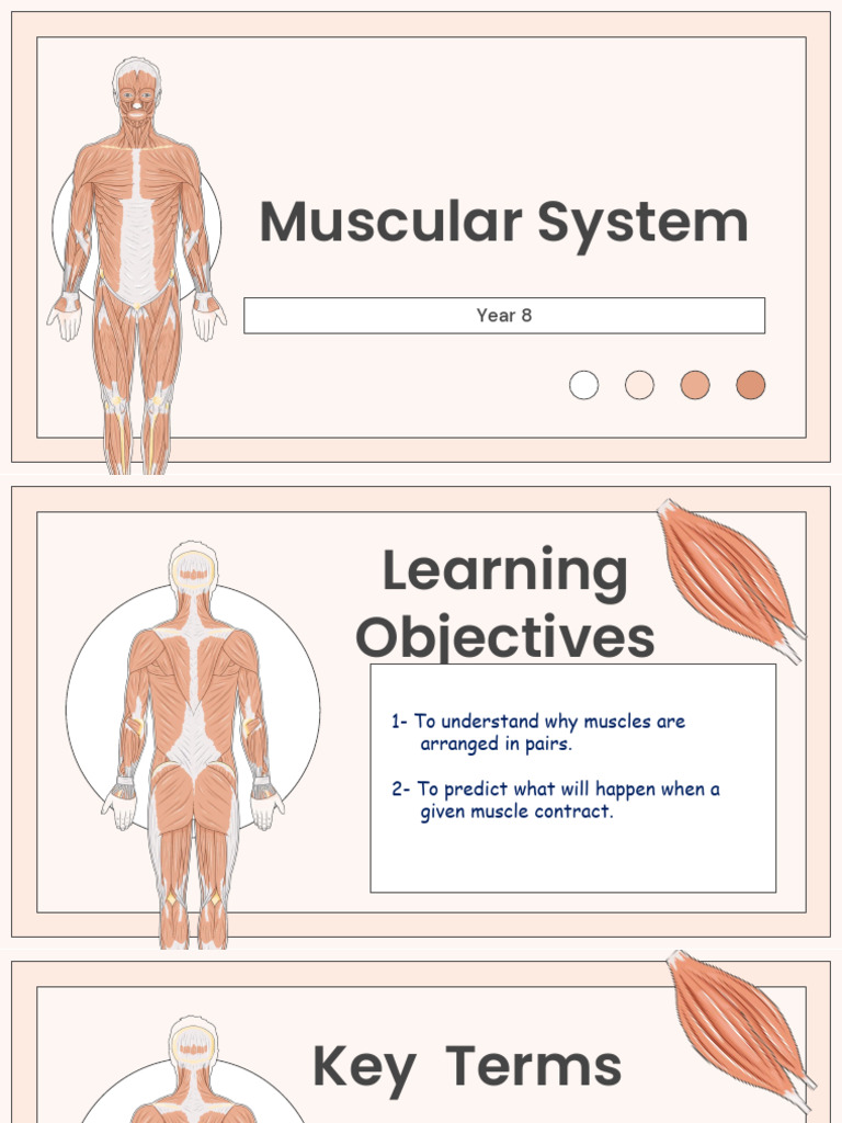 Muscular System | PDF