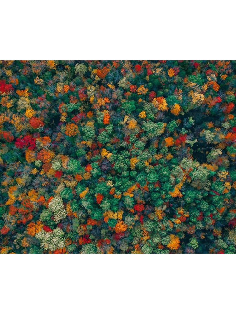 Fall | PDF