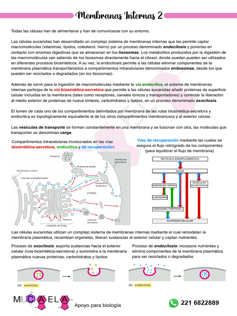 MEMBRANAS INTERNAS 2 - Teoría | PDF