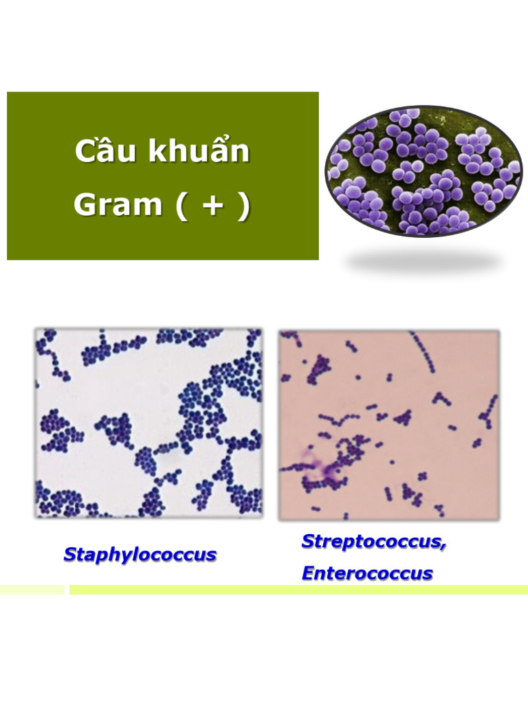 1 1. Gram Positive Cocci | PDF