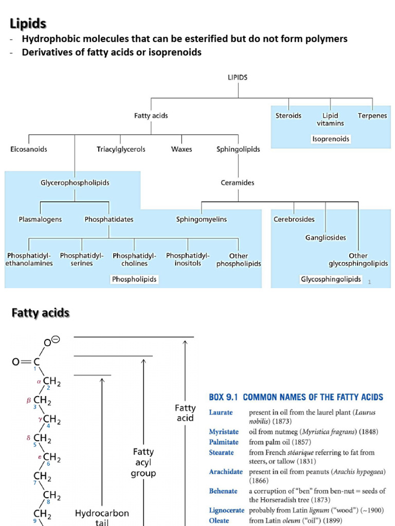 Lipids | PDF