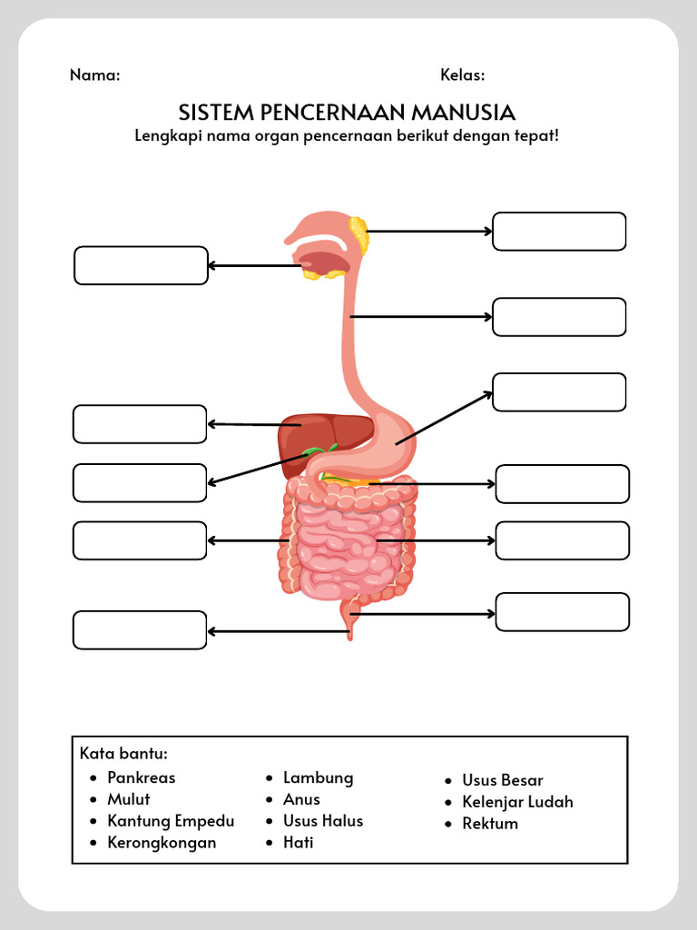 LKPD Organ Pada Sistem Pencernaan | PDF