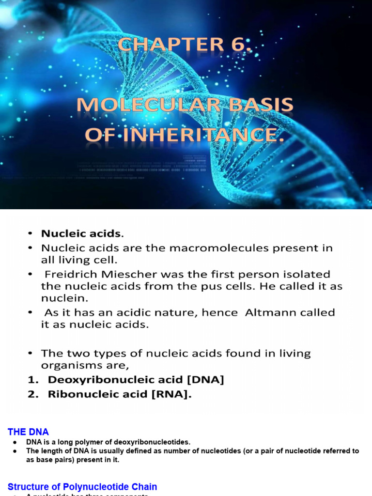 12 (6) Molecular Basis of Inheritance | PDF