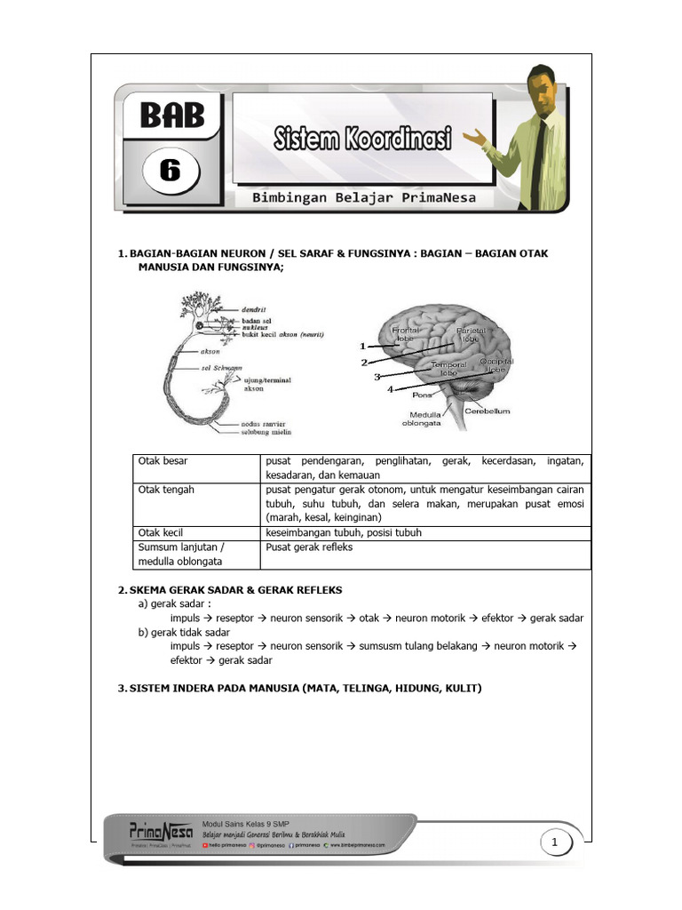Ipa Bab 6 Rangkuman Sistem Koordinasi | PDF