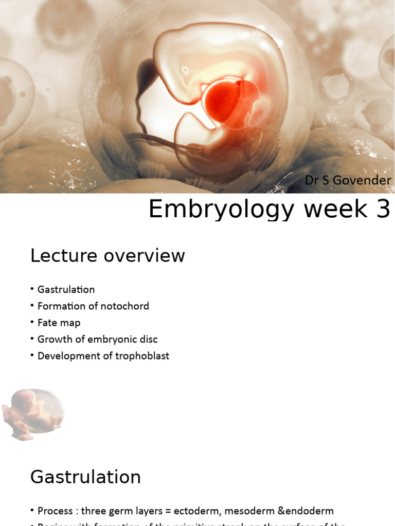 Embryology Week 3 Trilaminar Germ Disc | PDF