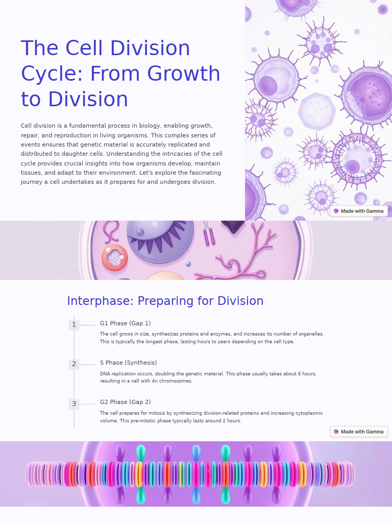 The Cell Division Cycle From Growth To Division | PDF
