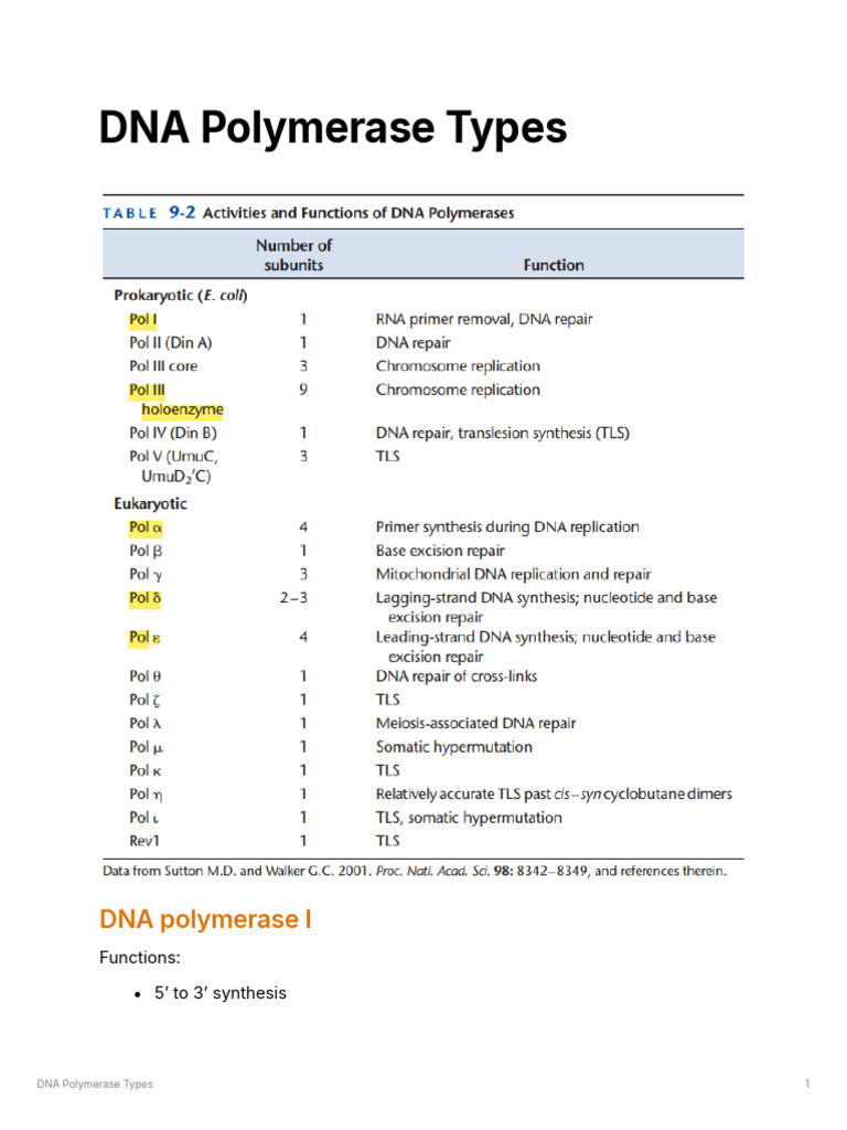 DNA Polymerase Types | PDF