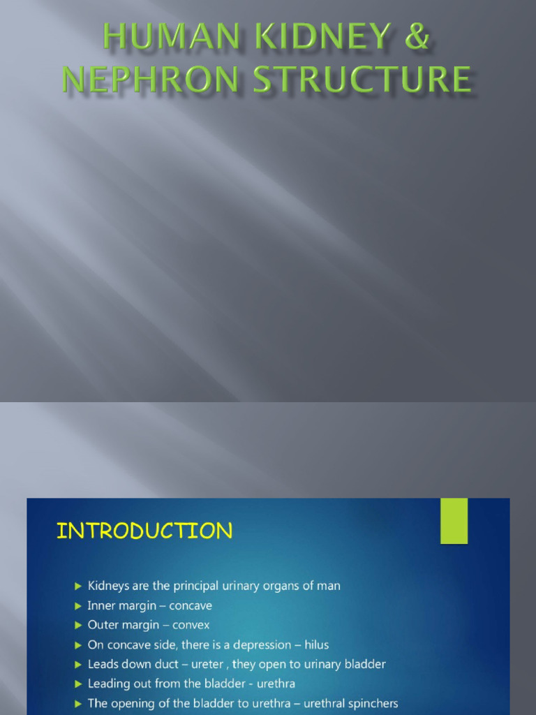 Nephron in Kidney (1) PPT Slides Excretion Biology 5090 Olevels | PDF