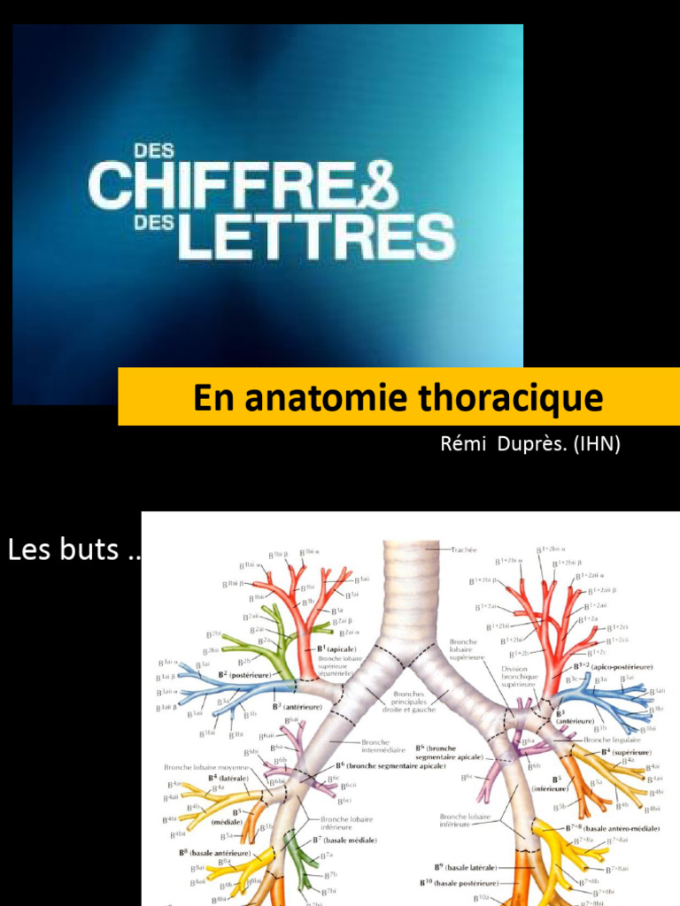 Anatomie Thoracique RD DR | PDF