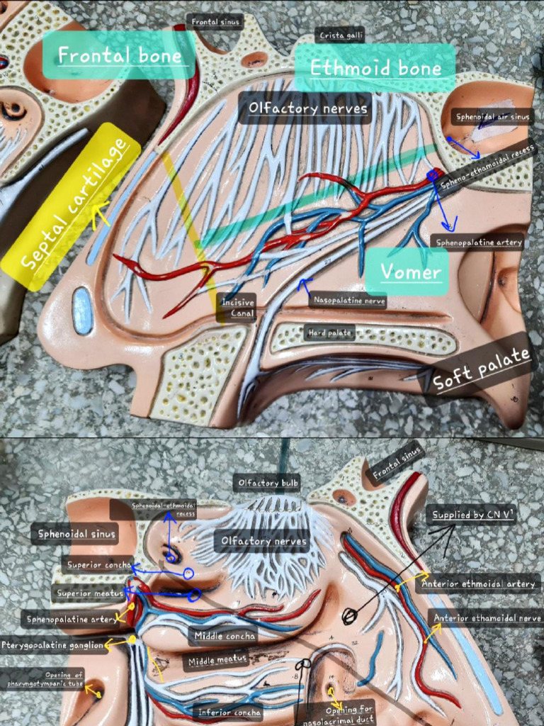 Nose Model | PDF