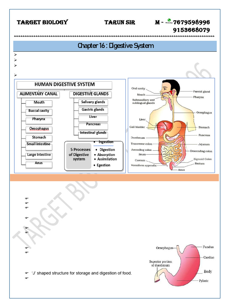 Digestive system NEET | PDF