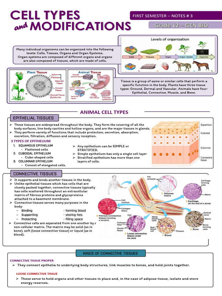 Notes 3 Cell Types | PDF