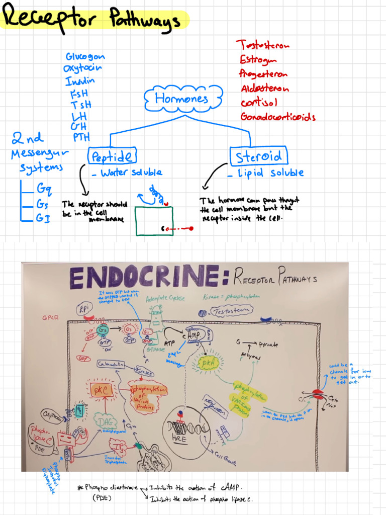 Endocrine Physiology | PDF