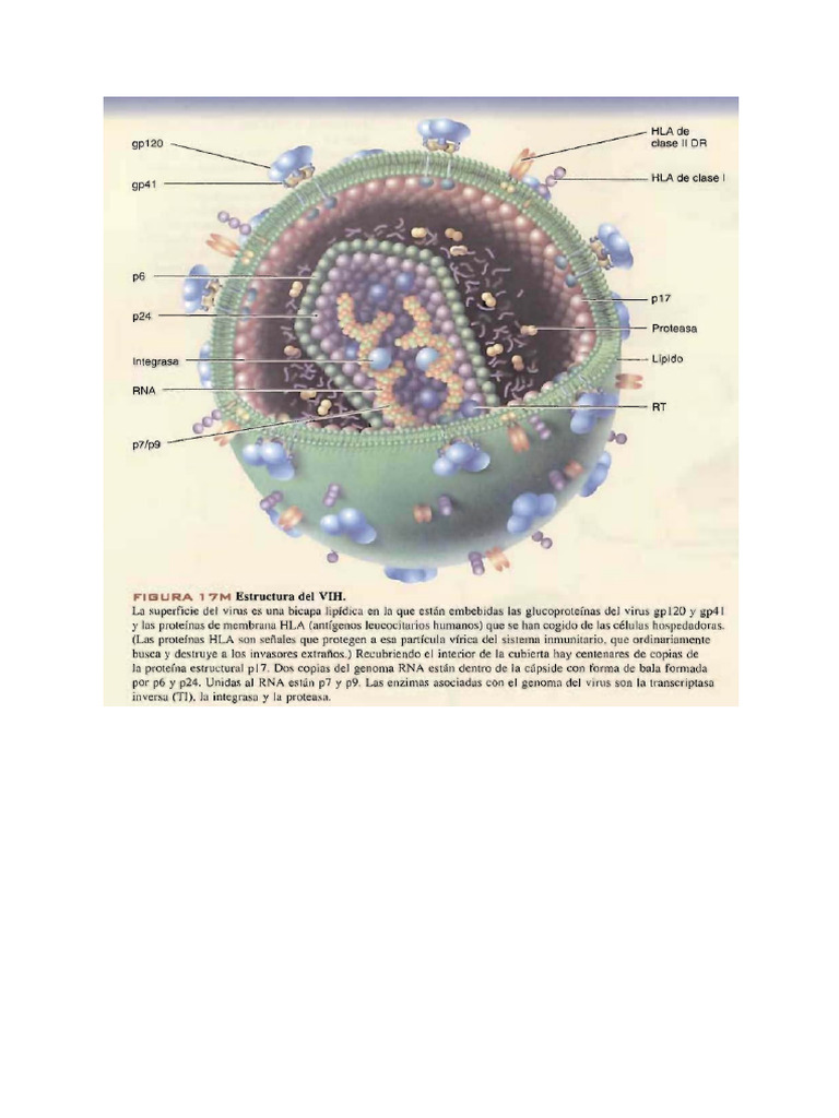 Estructura Del VIH. | PDF