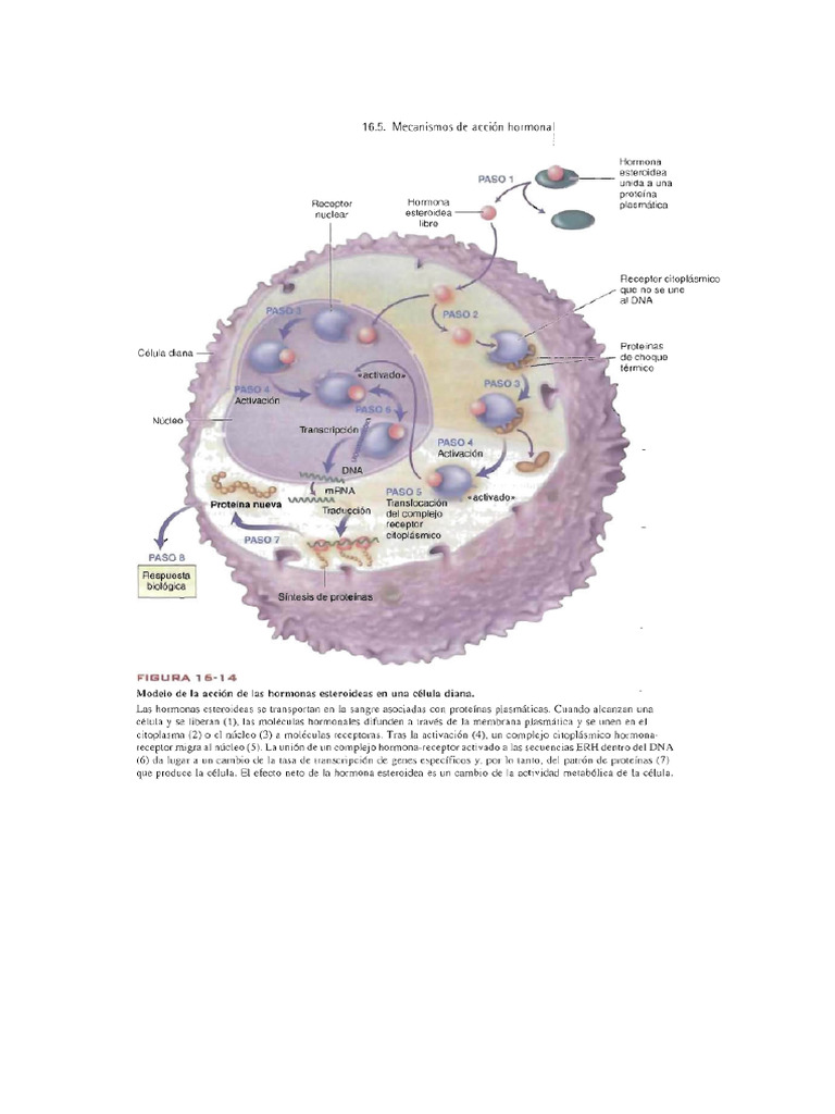 Modelo de La Acción de Las Hormonas Esteroideas en Una Célula Diana. | PDF