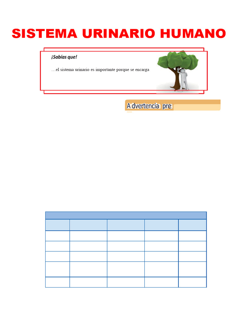 Aparato Excretor o Sistema Urinario | PDF