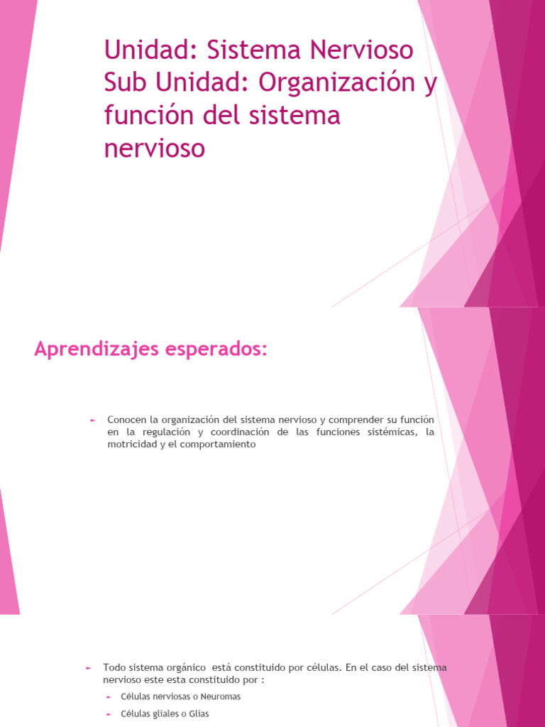S Nervioso | PDF