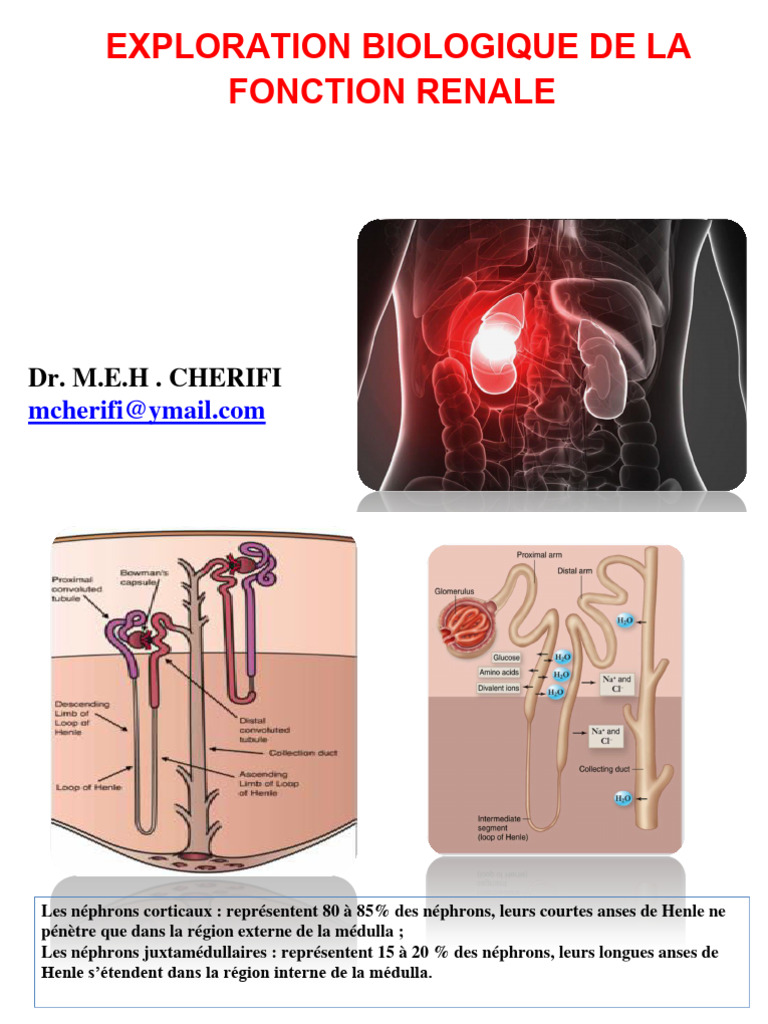 Comprendre Son Bilan Rénal – PING