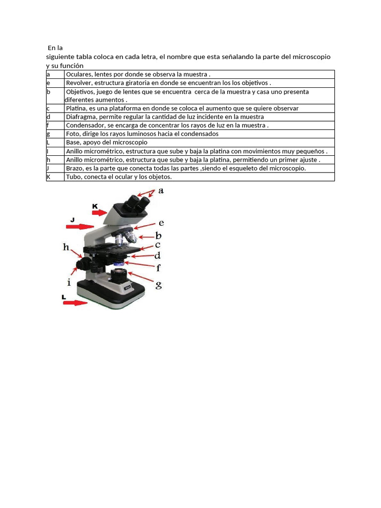 Microscopio Tarea | PDF