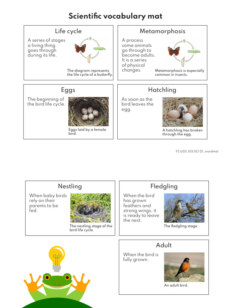 Birds Stages | PDF